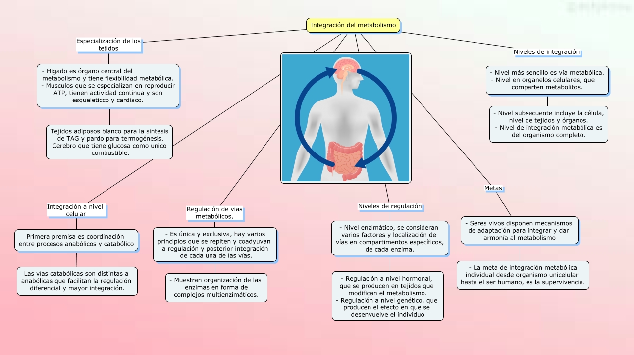 integración del metabolismo